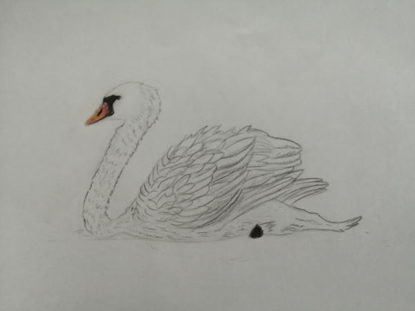 Desenhos Ana Carolina